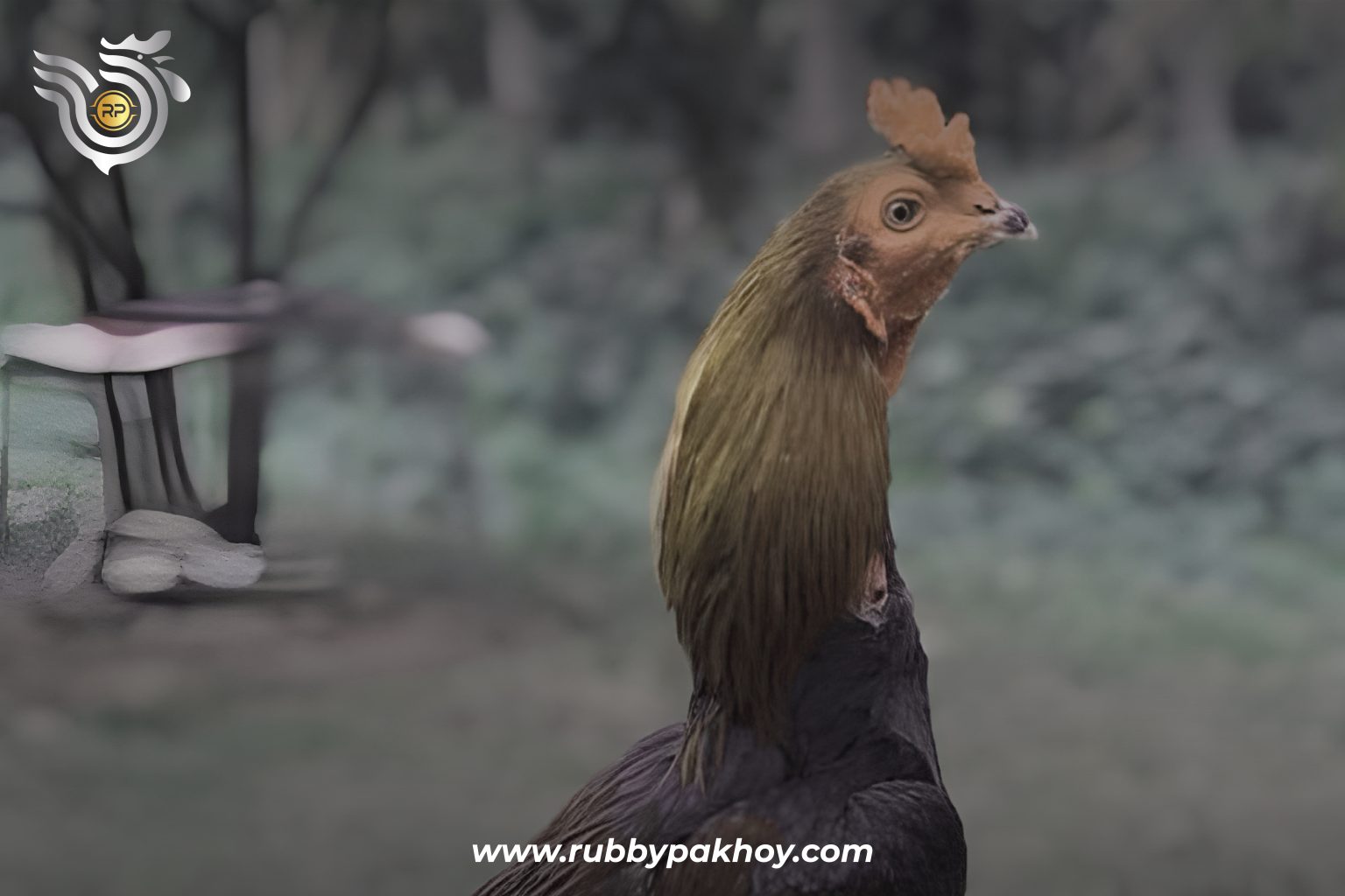 Rubbypakhoy » Cara Mengobati Penyakit Kuning pada Ayam laga - Rubbypakhoy